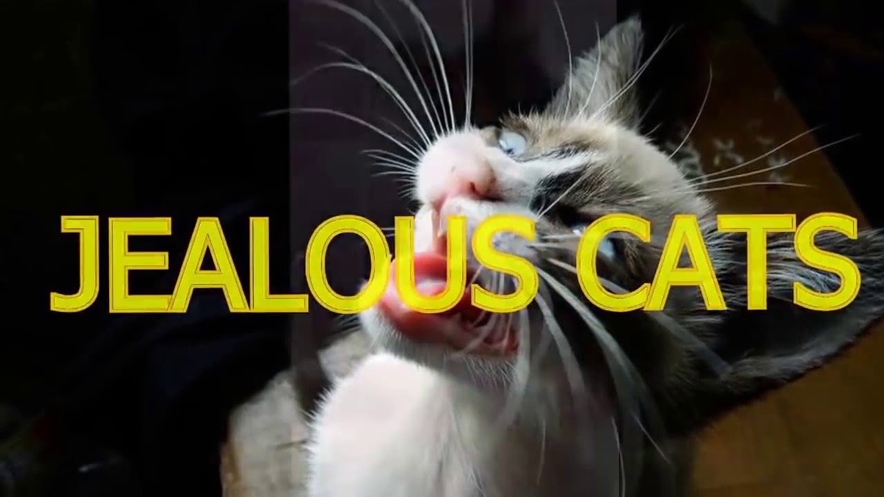 Funny Cats Feeling Jealous Funny Compilation Youtube