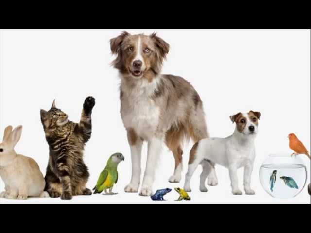Have You Got A Pet Song For Kids G English Esl Video Lessons