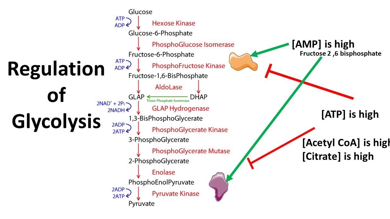 Regulation Of Glycolysis Allosteric And Transcriptional Control Youtube
