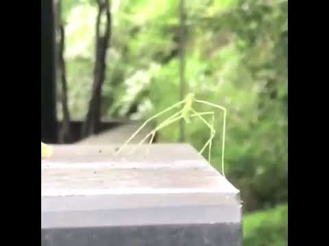 Dancing Stick Bug Youtube