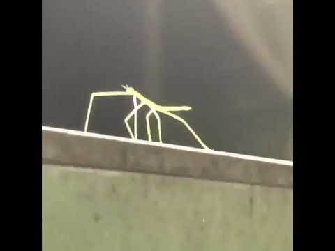 Dancing Stick Bug Youtube
