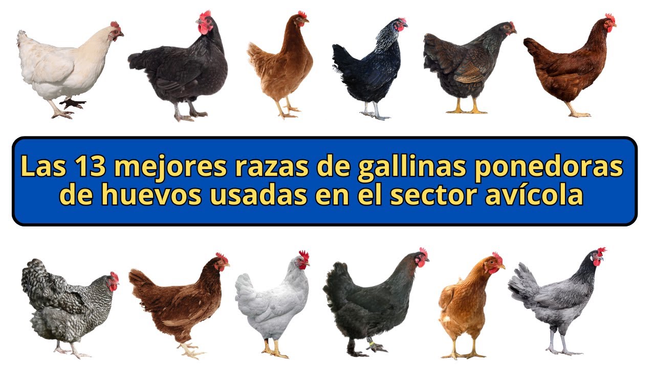 Gallo Gallinas Ponedoras Vintage Pollo Gallinas Ponedoras Gallo