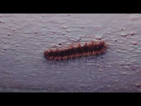 Caterpillar Running Video ёяшо Viral Animals Caterpillar Worm Youtube