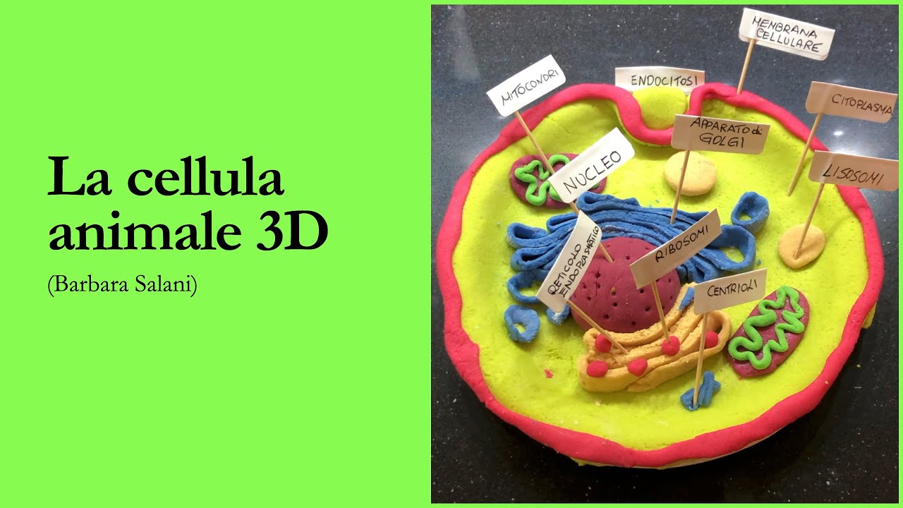 Progetto Di Cellula Vegetale 3d Kit Modello Di Cellula Animale