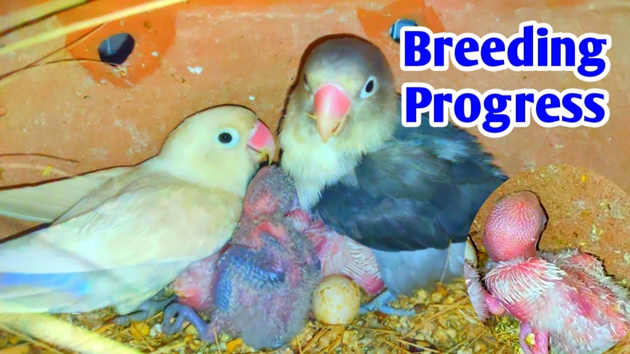 Love Birds Breeding Progress Love Birds Breeding Tips Youtube