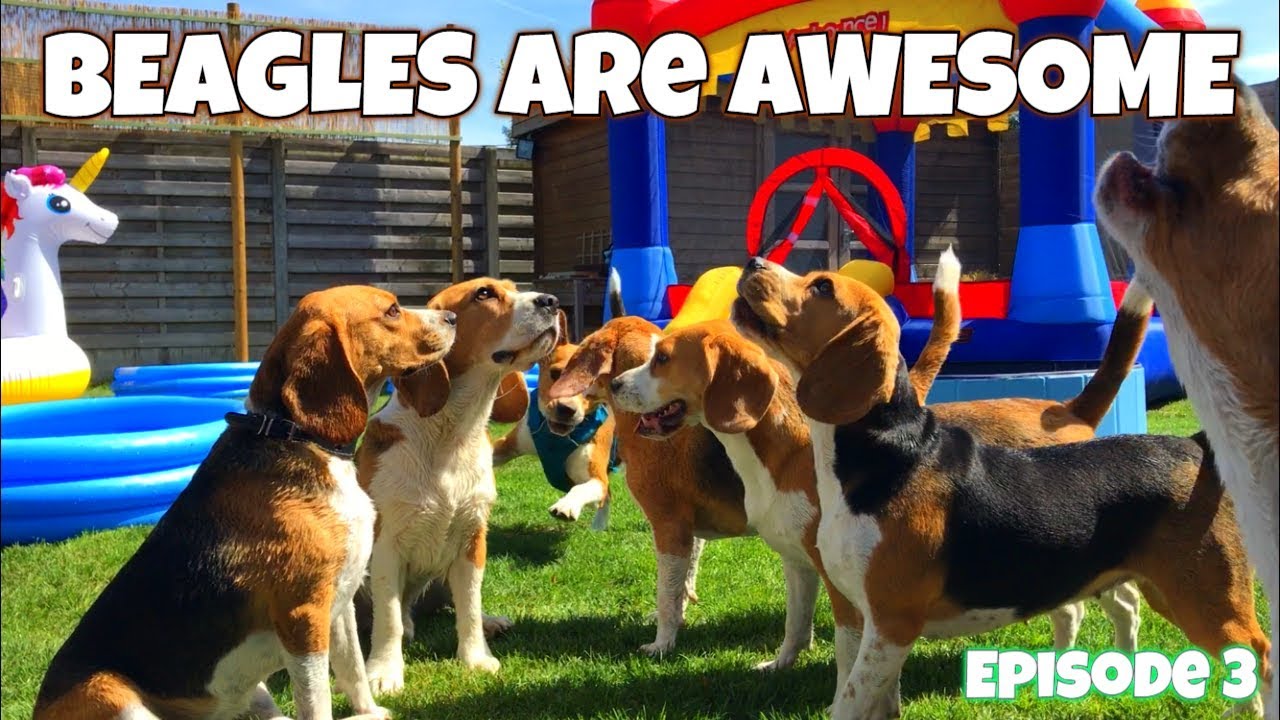 Top 20 Funny Beagles Playing Compilation Youtube