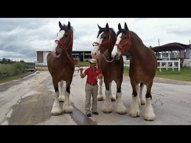 Funny Horse Videos Best Funniest Horses Of The Week Funny And Cute