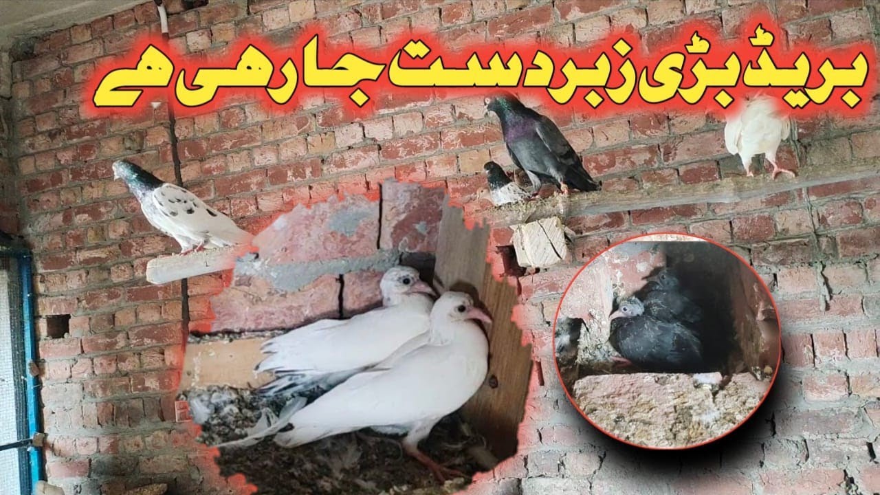 Breeding Progress Youtube