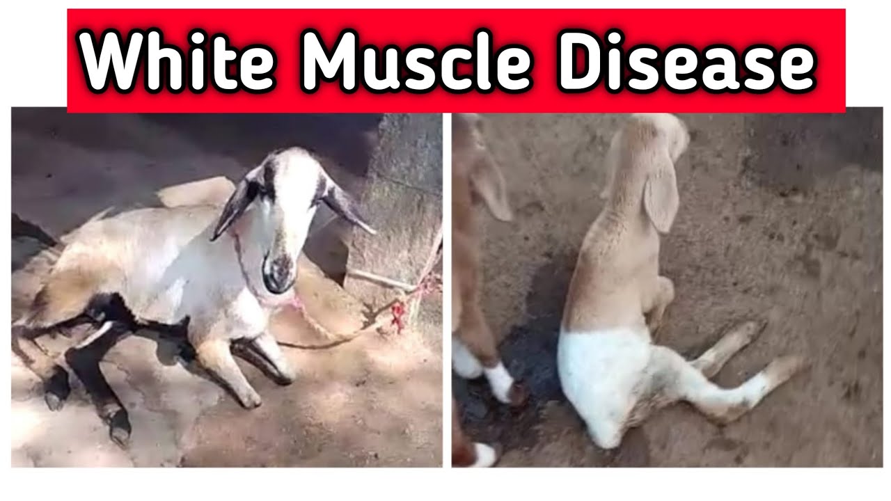 White Muscle Disease In Sheep Goats Explained By Weekend Farming