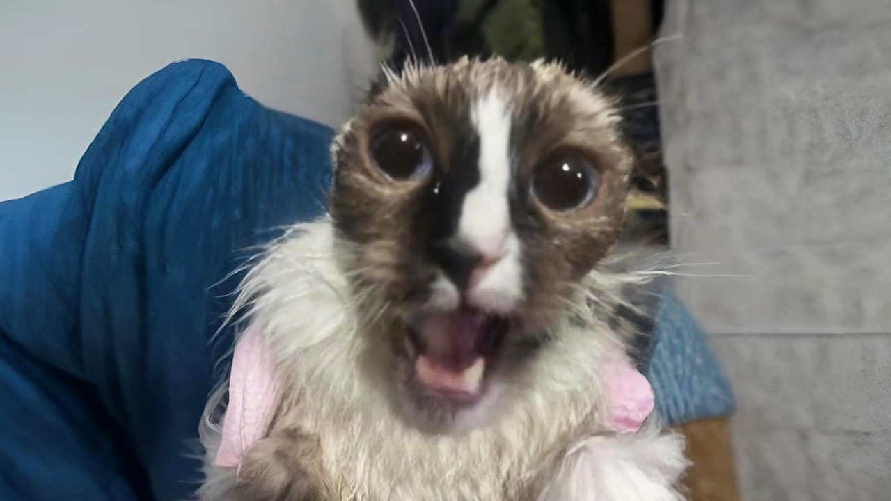 Wake Up Cat Meme Wake Up You Re Getting Comfortable Cat Meme Youtube