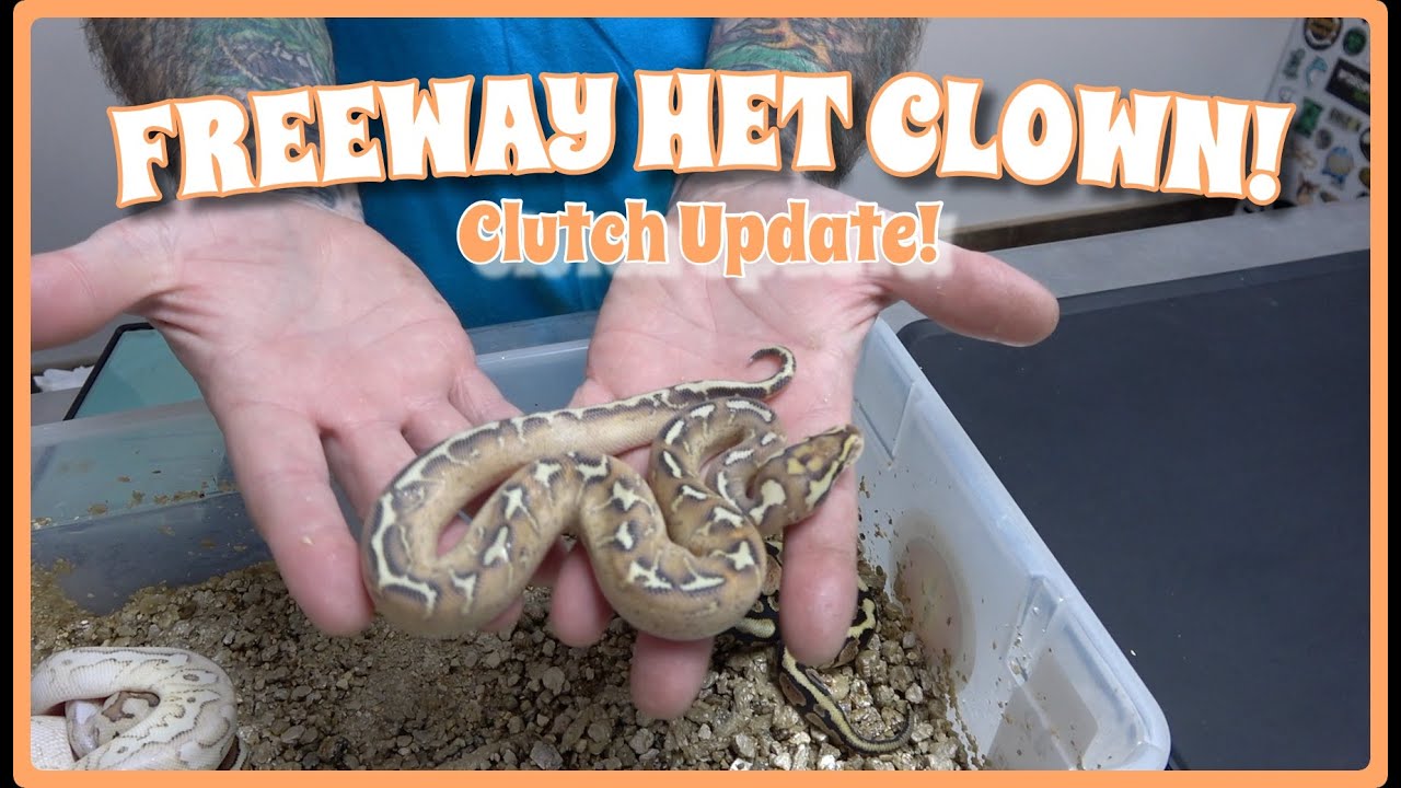 Awesome Freeways Het Clowns Clutch Update 42 Youtube