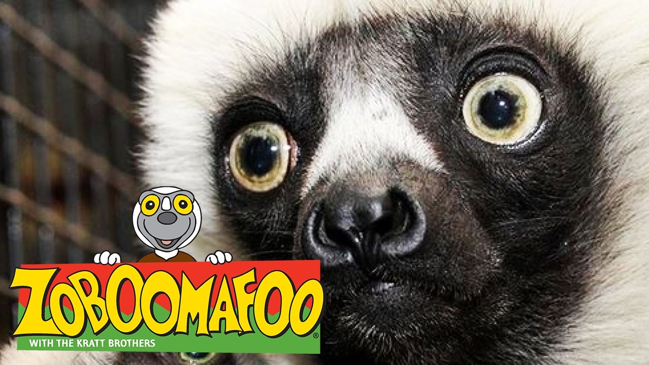 Zoboomafoo 40 Off Deborahsilvermusic