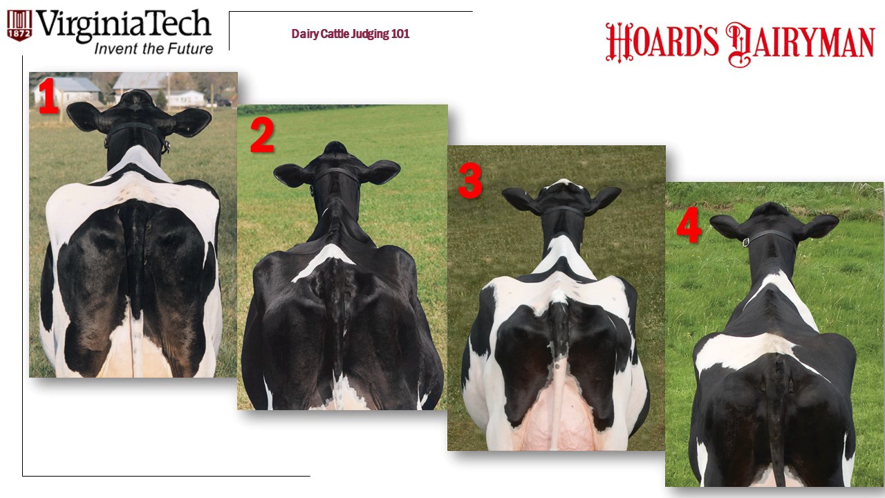 Dairy Judging Guide At Cassandra Wasinger Blog