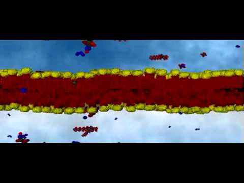 Simple Diffusion Youtube