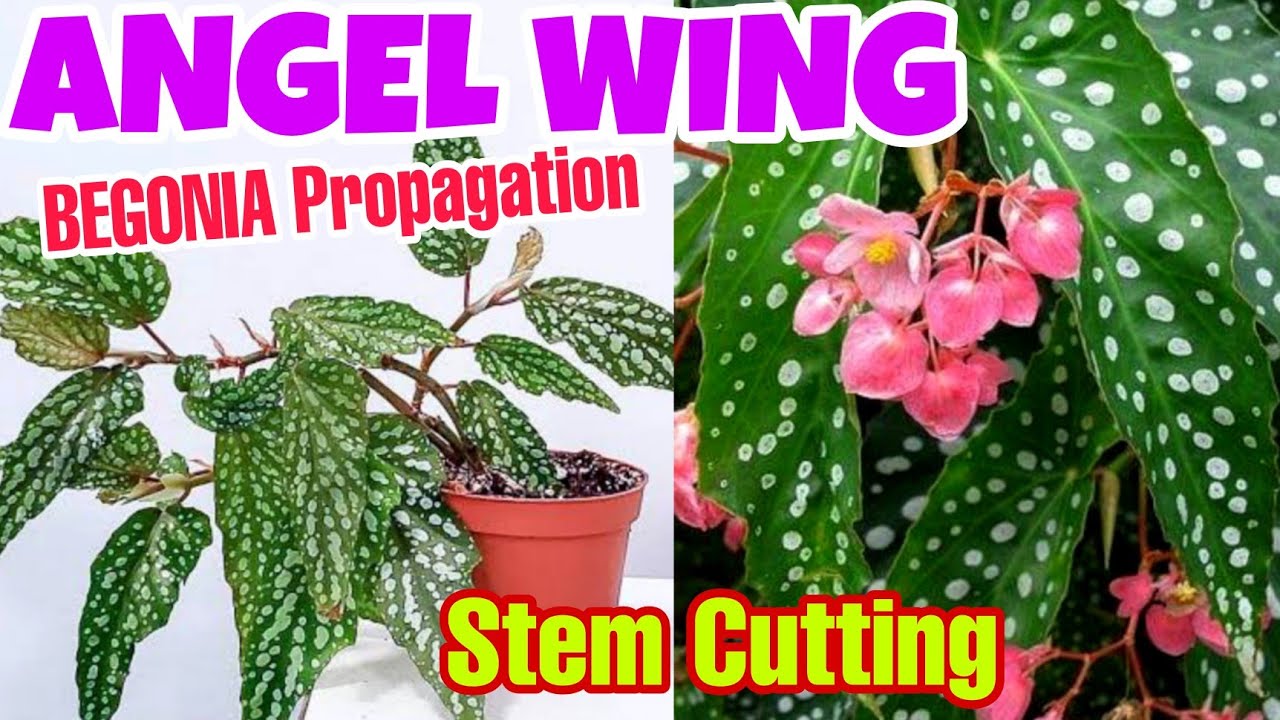 Begonia Angel Wing Plant Propagation Youtube