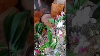 Elizabethgeorgieva Myorchids Waterculture Flowers Glasses Roots ...