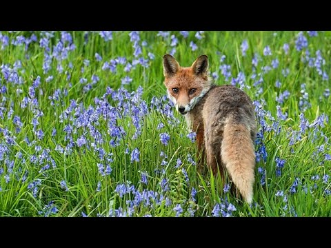 Bbc Springwatch 2018 E02 Youtube