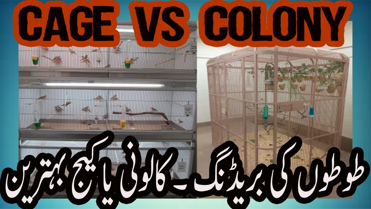 Cage Vs Cage Aid At Joan Fleming Blog