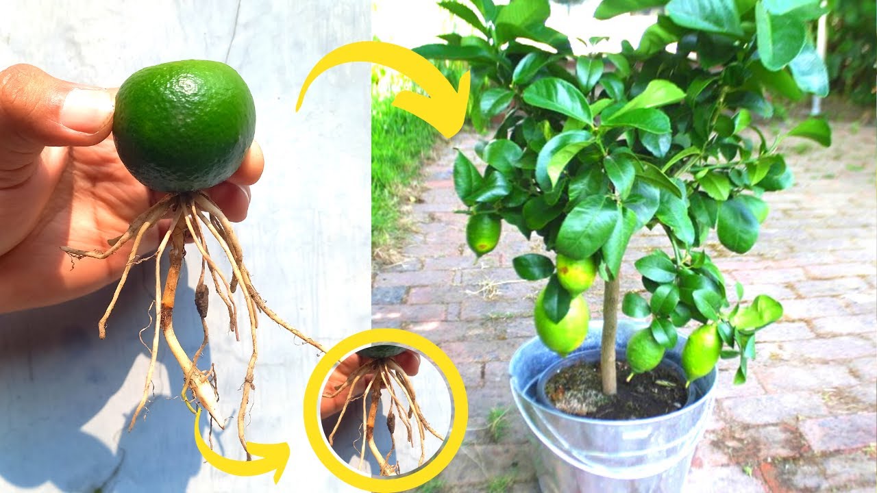 How To Grow Limes In A Pot From Fruit 100 Success For Beginner