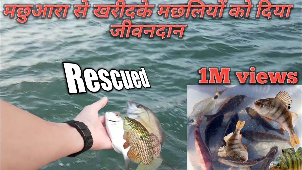 Fish Rescued Youtube