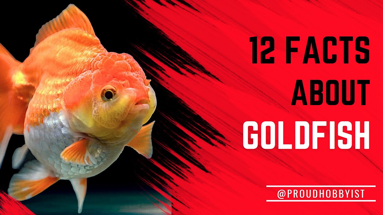 Vlog Fun Facts About Goldfish 1 Video 7 Mind Blowing Facts