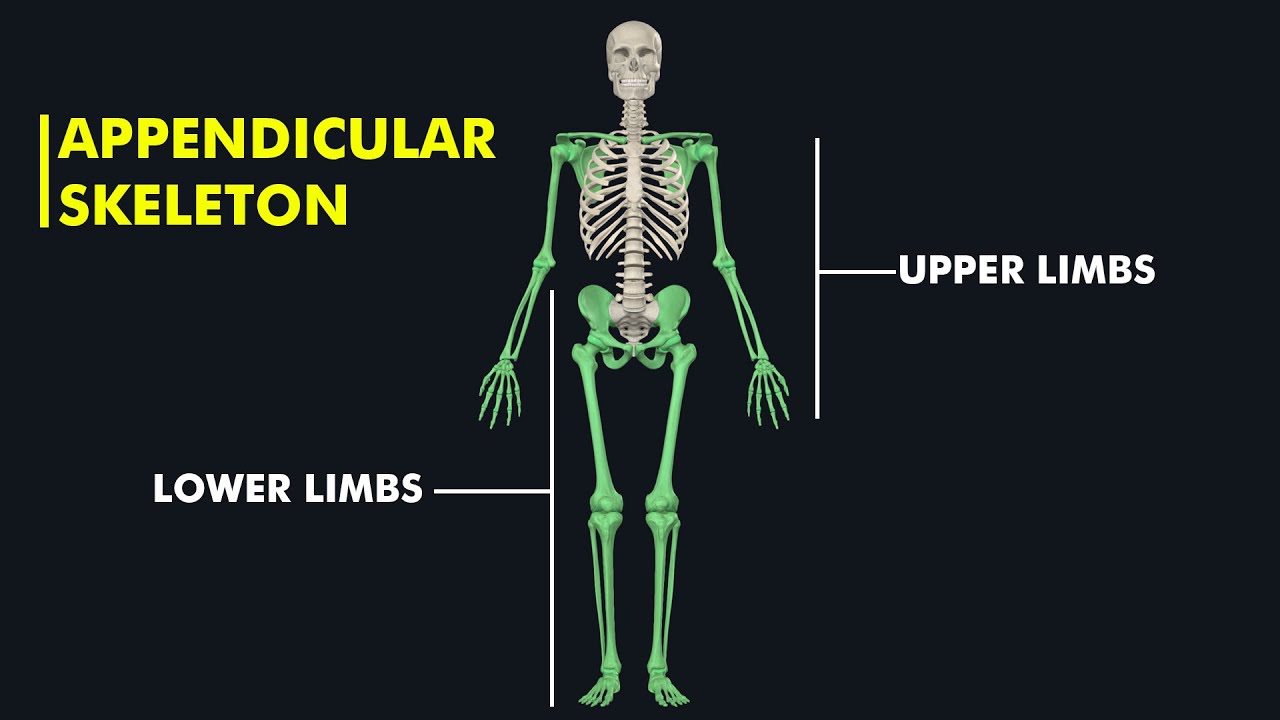 Learn Skeleton Anatomy Appendicular Skeleton Axial Skeleton Labeling
