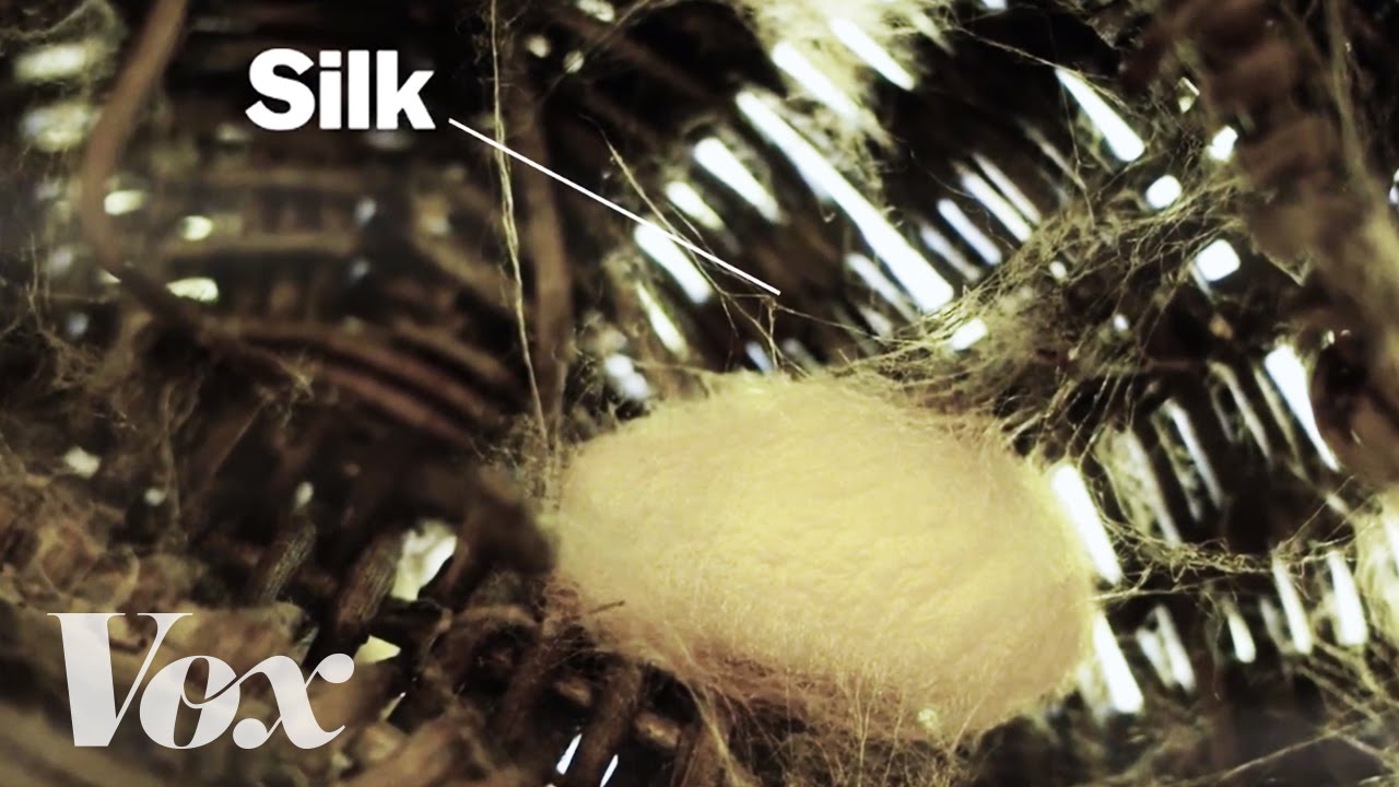 Silkworms Silk