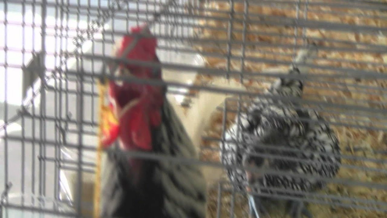 Funny Rooster Crowing Youtube