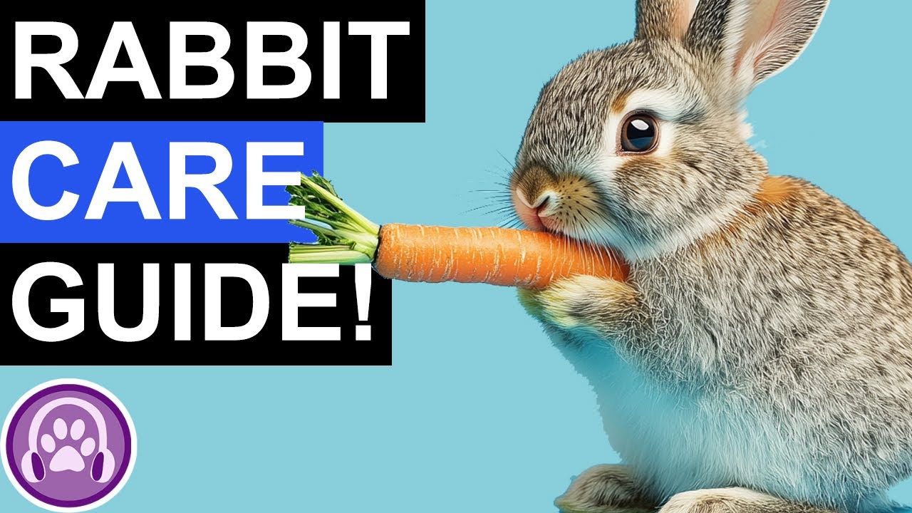Complete Rabbit Care Guide Youtube