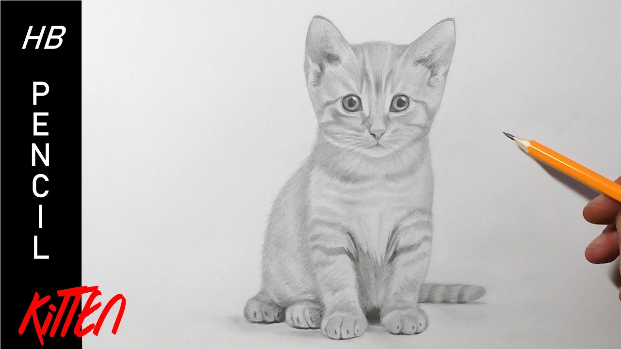 How To Draw A Kitten Realistic Easy