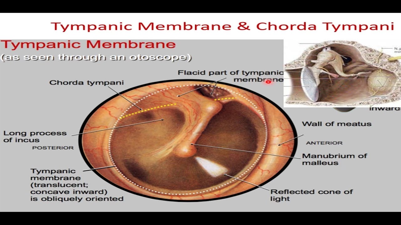 Tympanic Membrane Anatomy Chorda Tympani