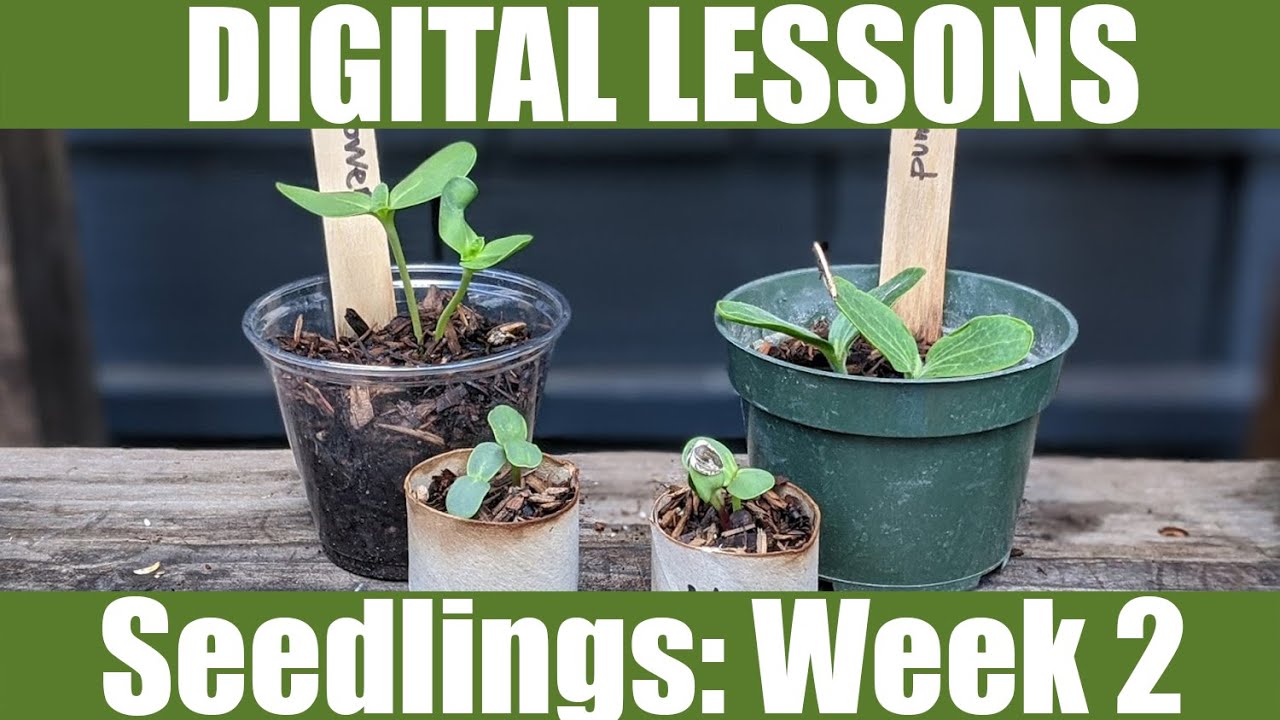 Seedlings Week 2 Youtube
