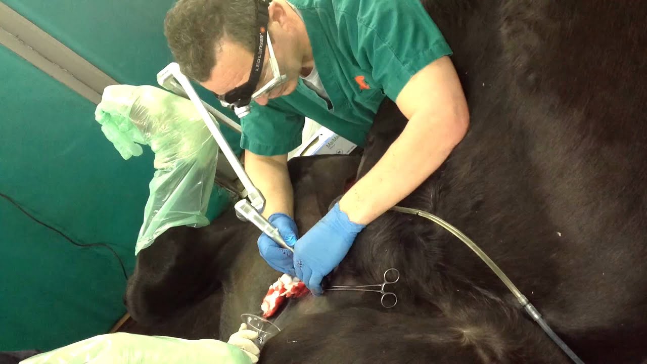 Laser Surgery Of Equine Sarcoids Youtube