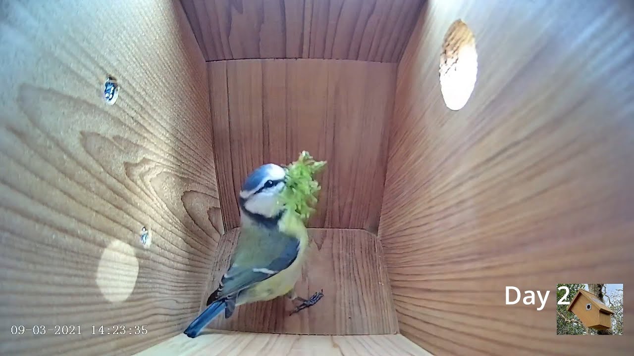 Blue Tit Nest Box