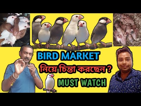 How To Get Success In Java Bird Breeding Java Full Information Ab