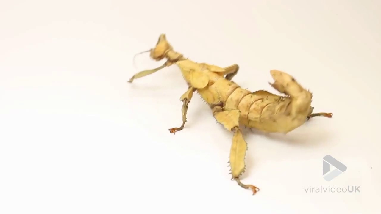 Viral Video Uk Insect Dance Off Youtube