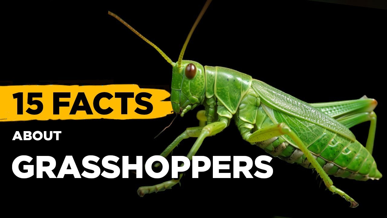 15 Fascinating Facts About Grasshoppers Youtube
