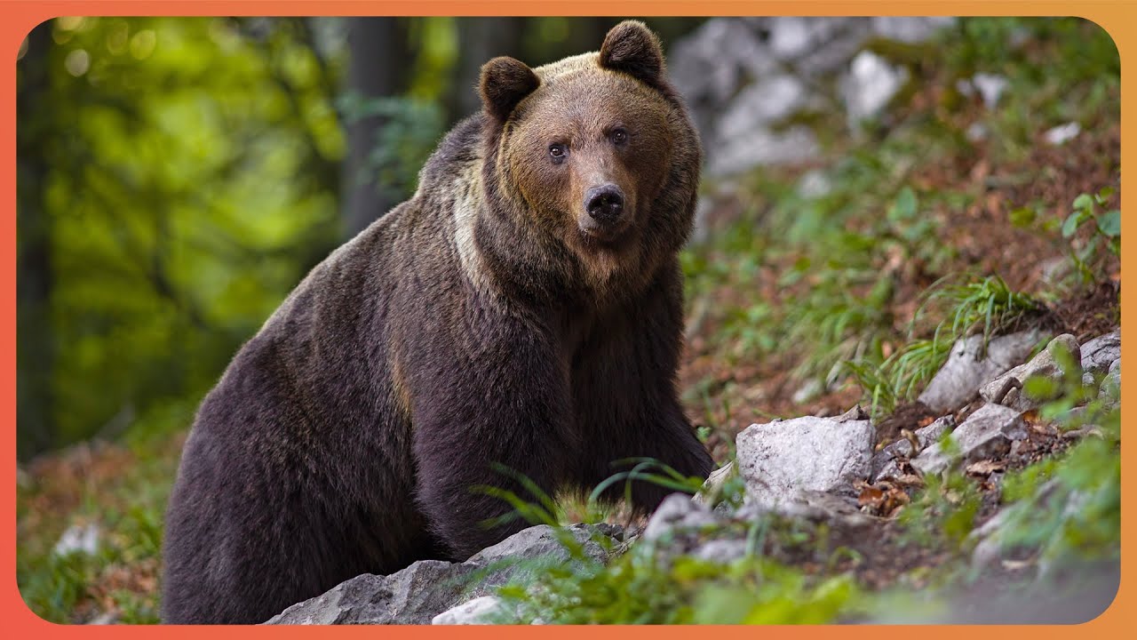Tracking Deadly Predators Across Alaska S Wilderness Brown Bears