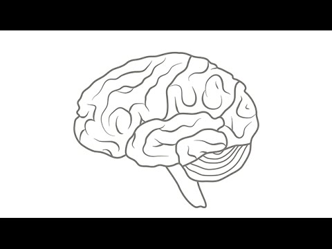 The Human Brain Youtube