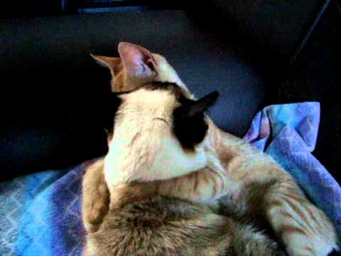 Mov02779 Youtube