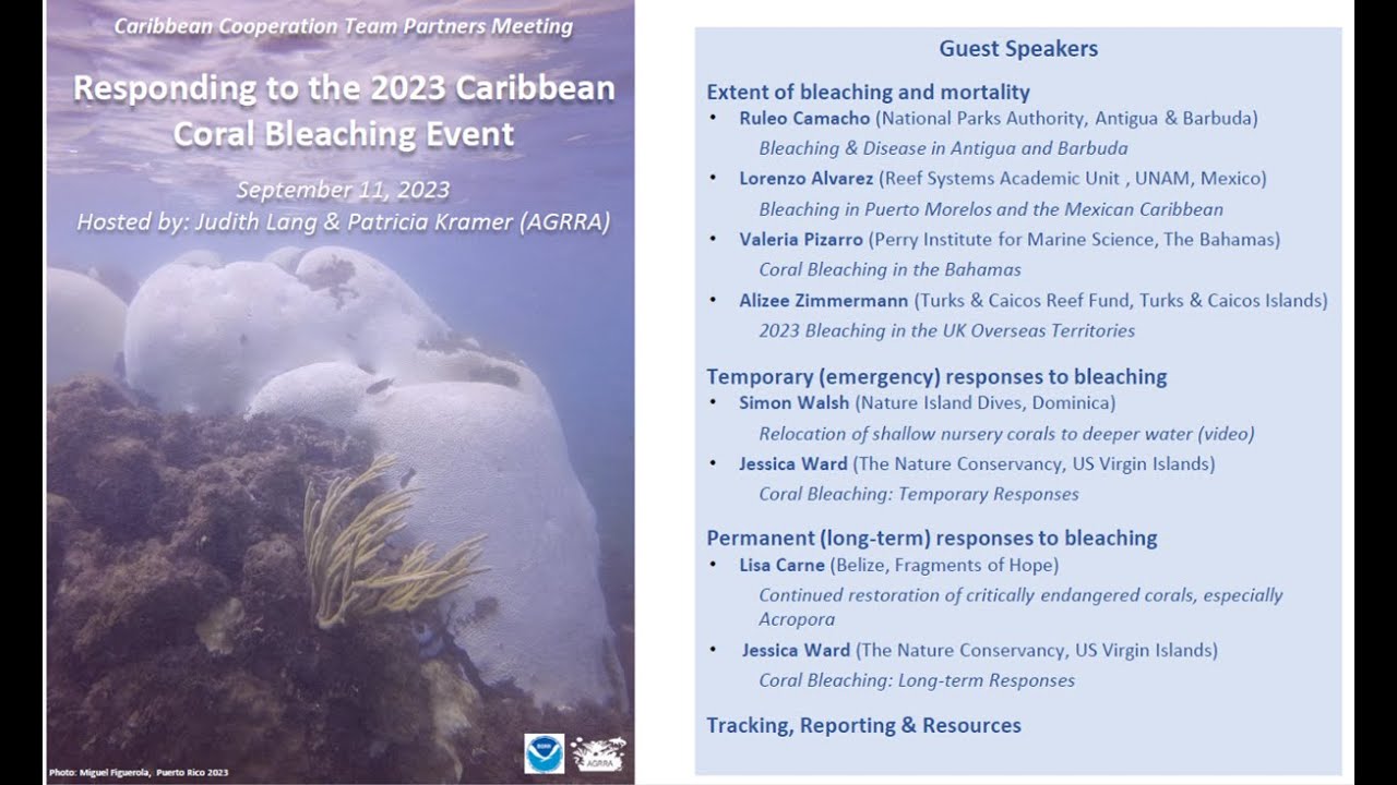 Responding To The 2023 Caribbean Coral Bleaching Event September 11