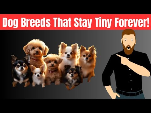 7 Small Dog Breeds That Stay Tiny Forever Cutest Miniature Dogs