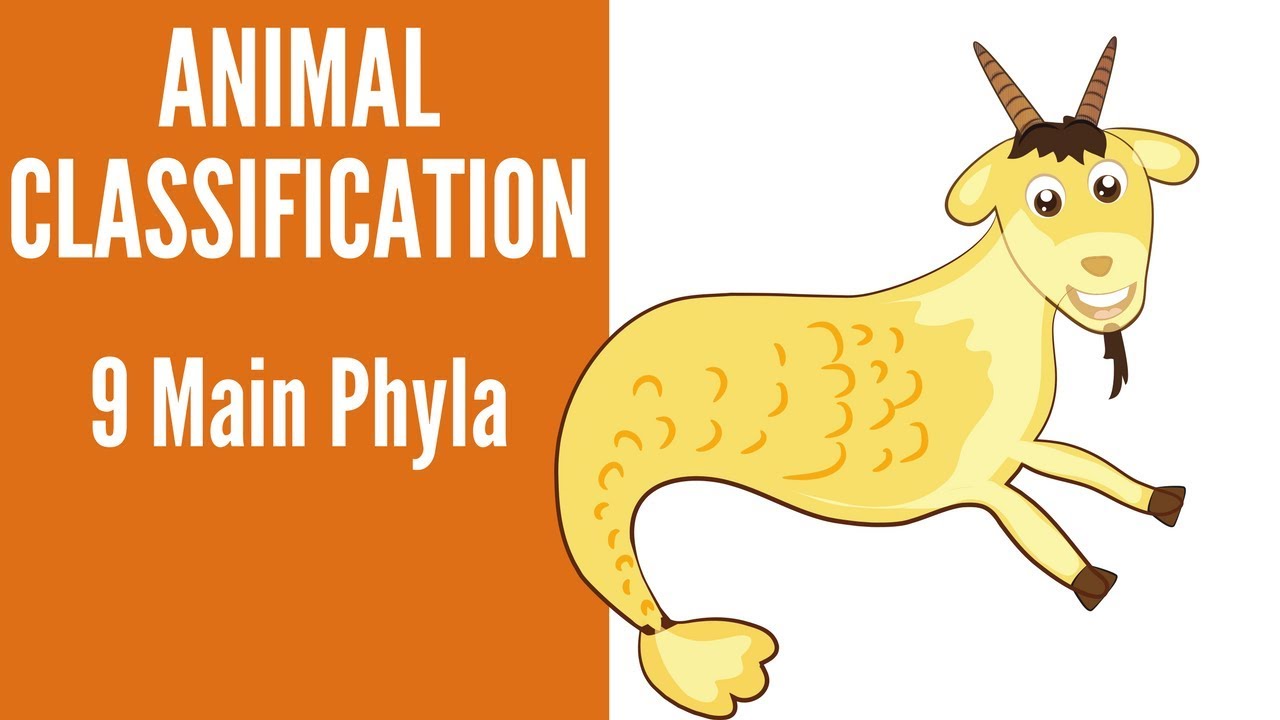 Animal Classification Phylum