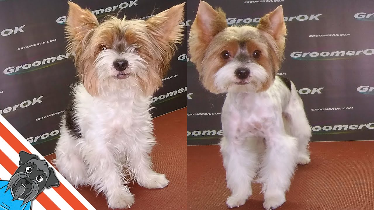 Biewer Terrier Grooming Tutorial Youtube