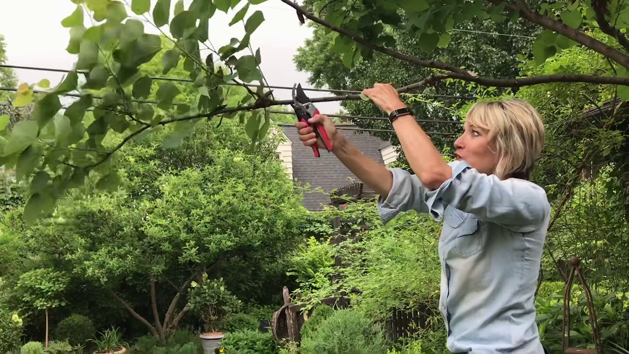 Redbud Tree Pruning Youtube