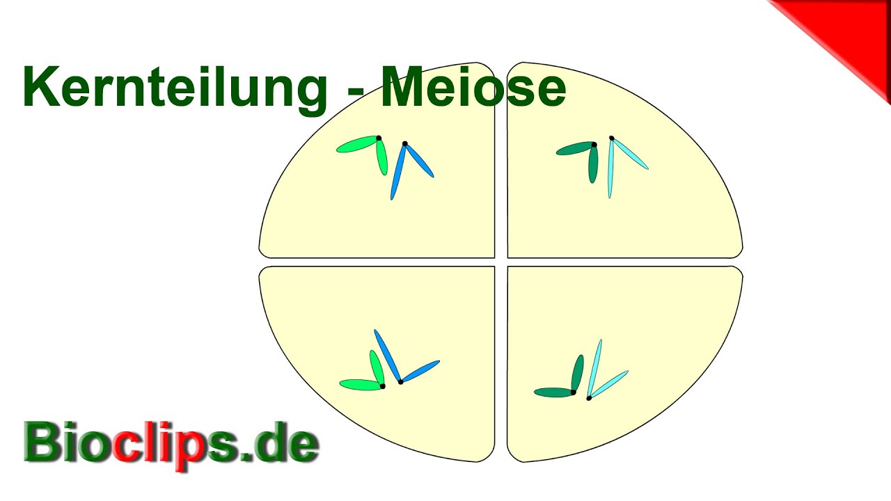 Meiose Youtube
