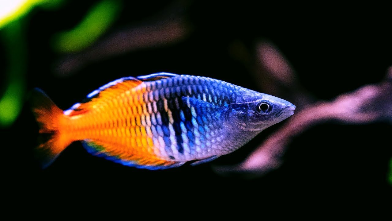 Boesemani Rainbowfish Amazing Freshwater Aquarium Fish Youtube