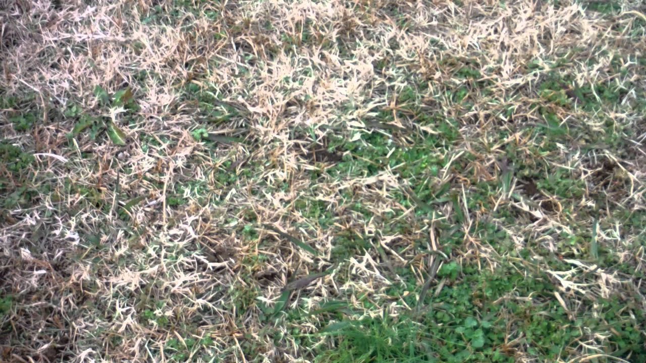 Dscf0940 Youtube