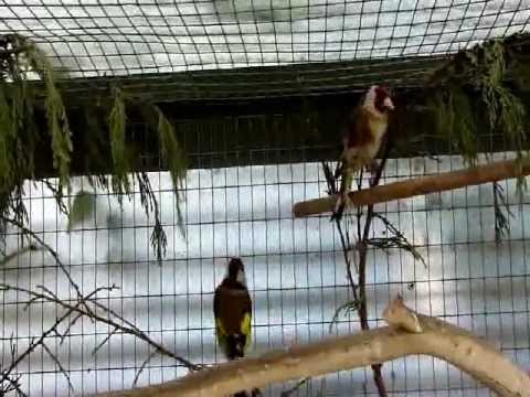 Goldfinch Pair Breeding Season 2011 Youtube