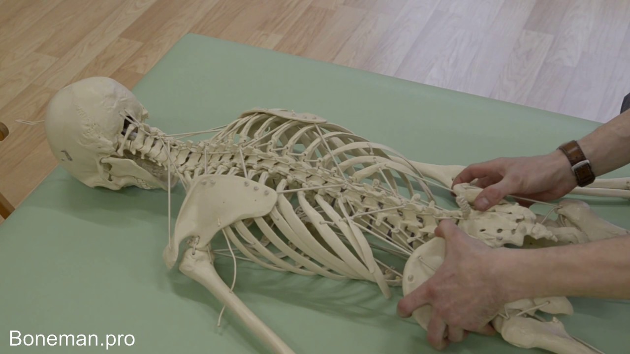The Movement Of The Pelvis In The Prone Position On The Functional